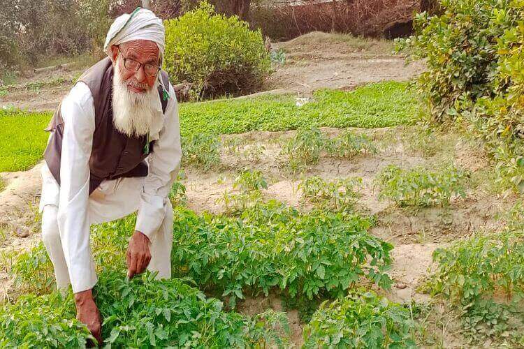 Haji Ali Mohammad grows 30 kg tomatoes per plant and more