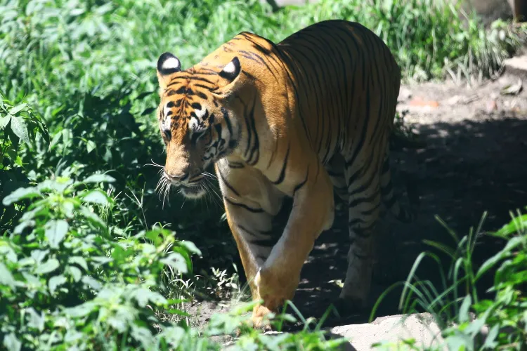 Nepal tiger population doubles
