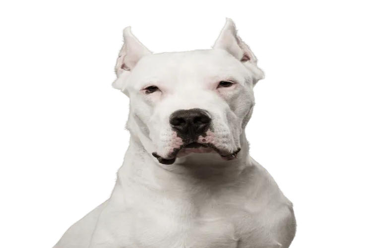 How Much Is A Dogo Argentino Worth