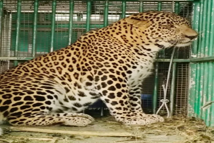 'Man-eater' leopard finally caught in Karnataka