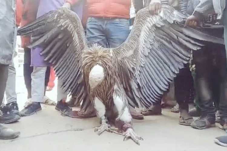 Rare Himalayan Griffon Vulture captured from Kanpur cemetery