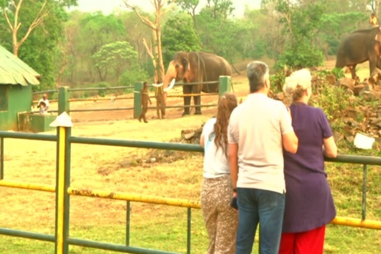 Tourist throng to see baby jumbo from 'Elephant Whisperers