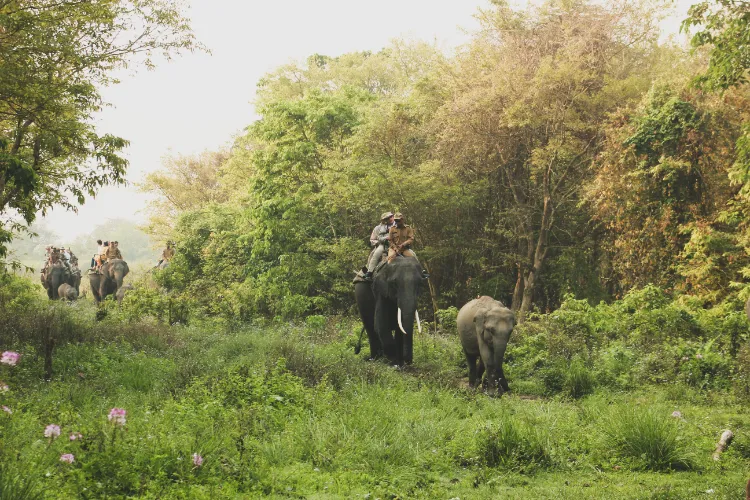 Assam CM gives sneak peek of fauna species at Kaziranga