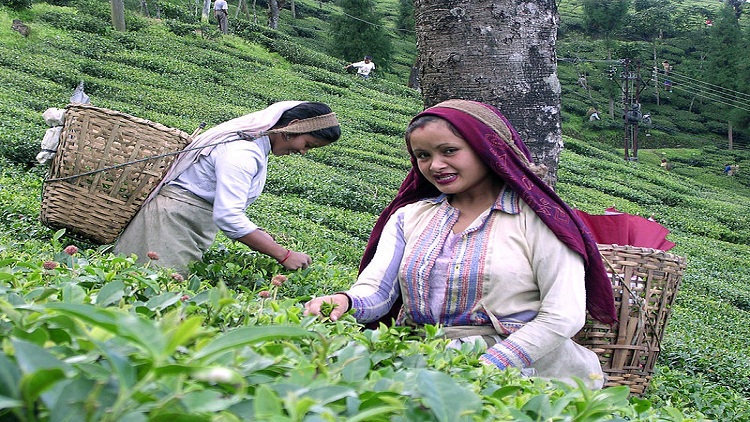 Budget 2021: Rs 1000 cr for welfare of Assam, WB tea workers