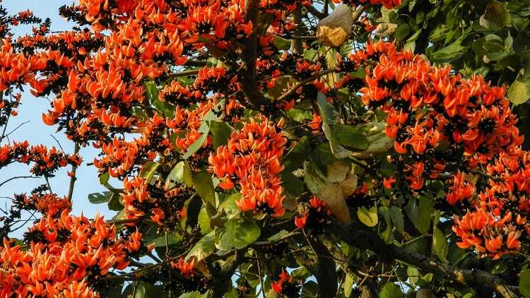 Uttar Pradesh's Palash 'Gulal' goes global