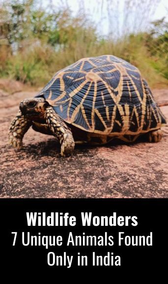 13092024063936_wildlife.jpeg